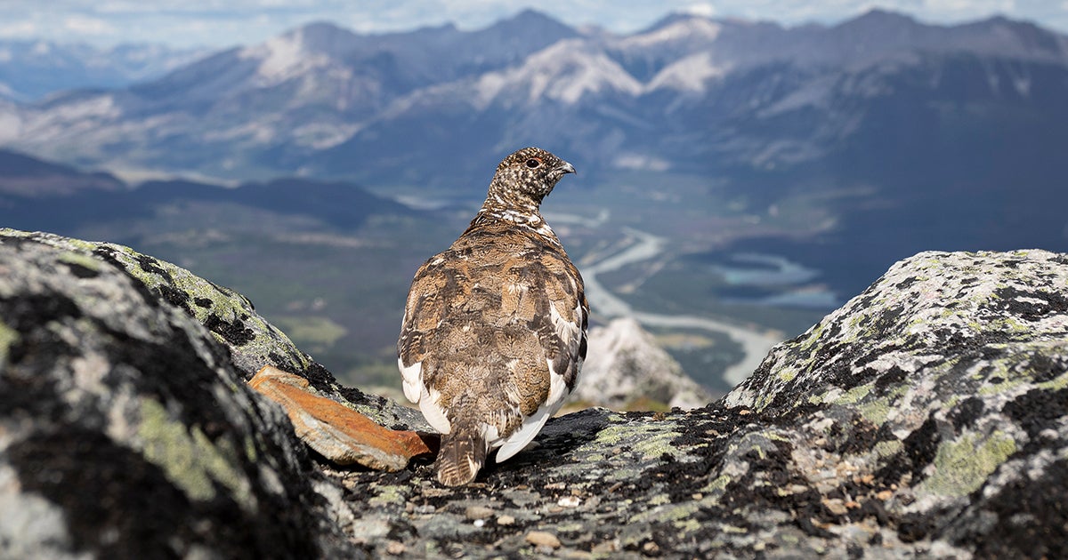 Audubon Announces 2022 Audubon Photography Awards Winners | Audubon