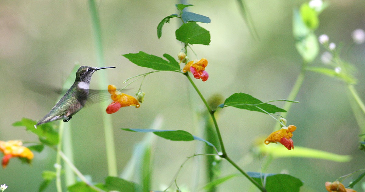 Hummingbirds Are at Home When We Plant Native Plants | Audubon