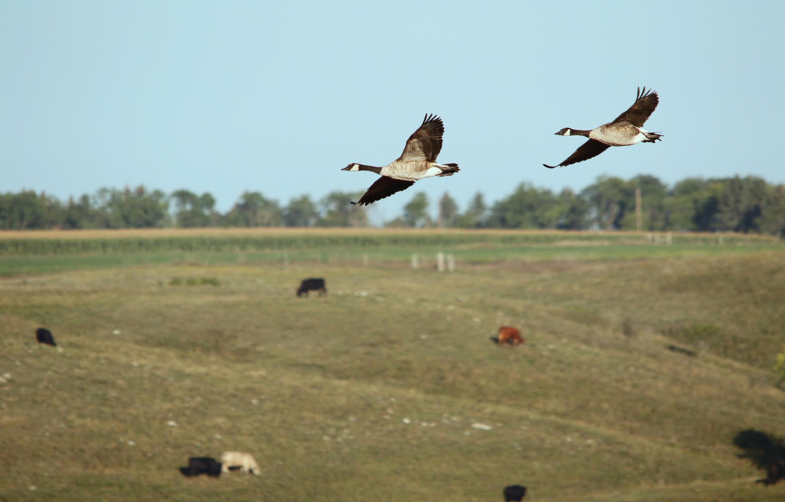 For Ranchers: FAQs on Audubon's Conservation Ranching Initiative | Audubon