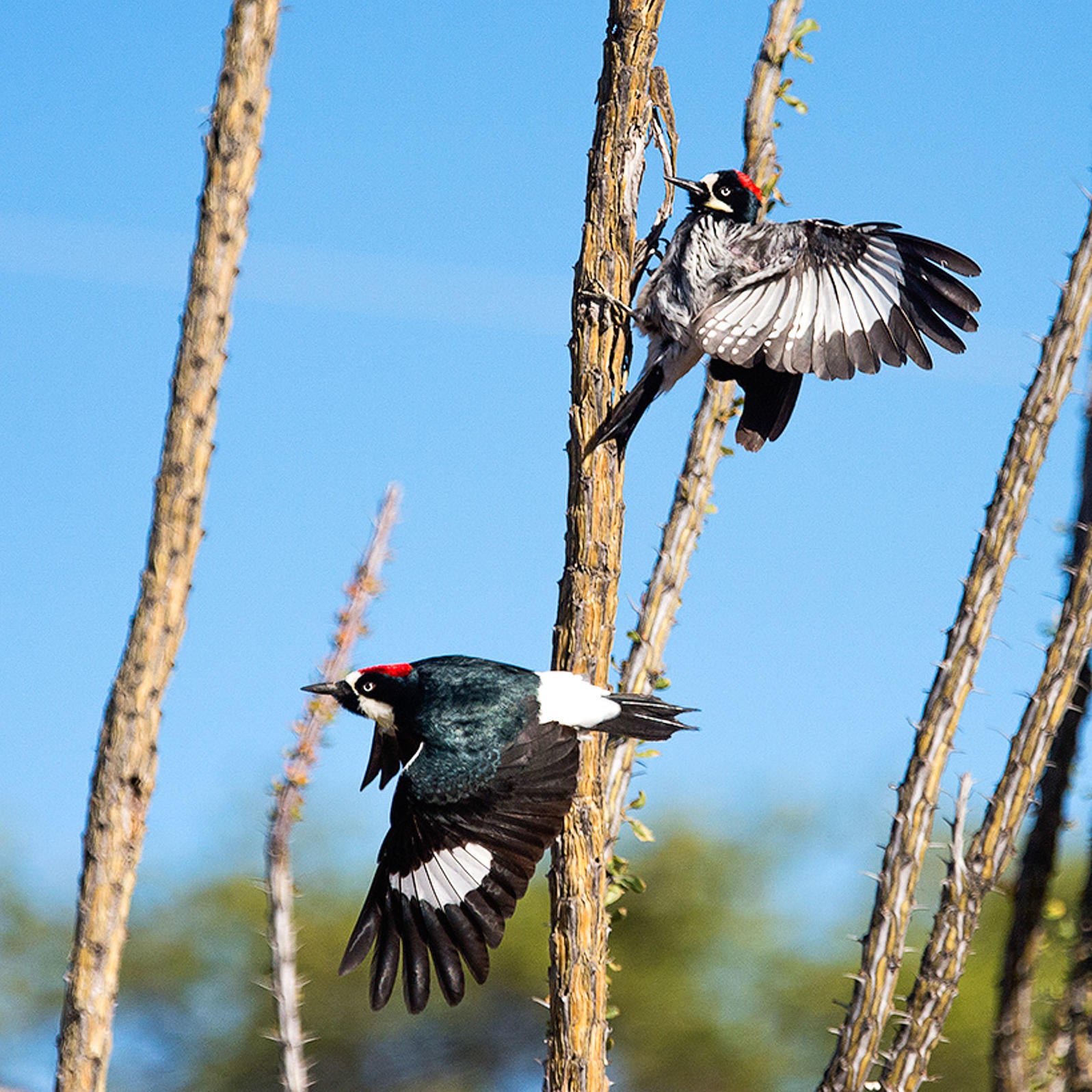 In Woodpeckers, Brain Size Depends on the Complexity of Their ...