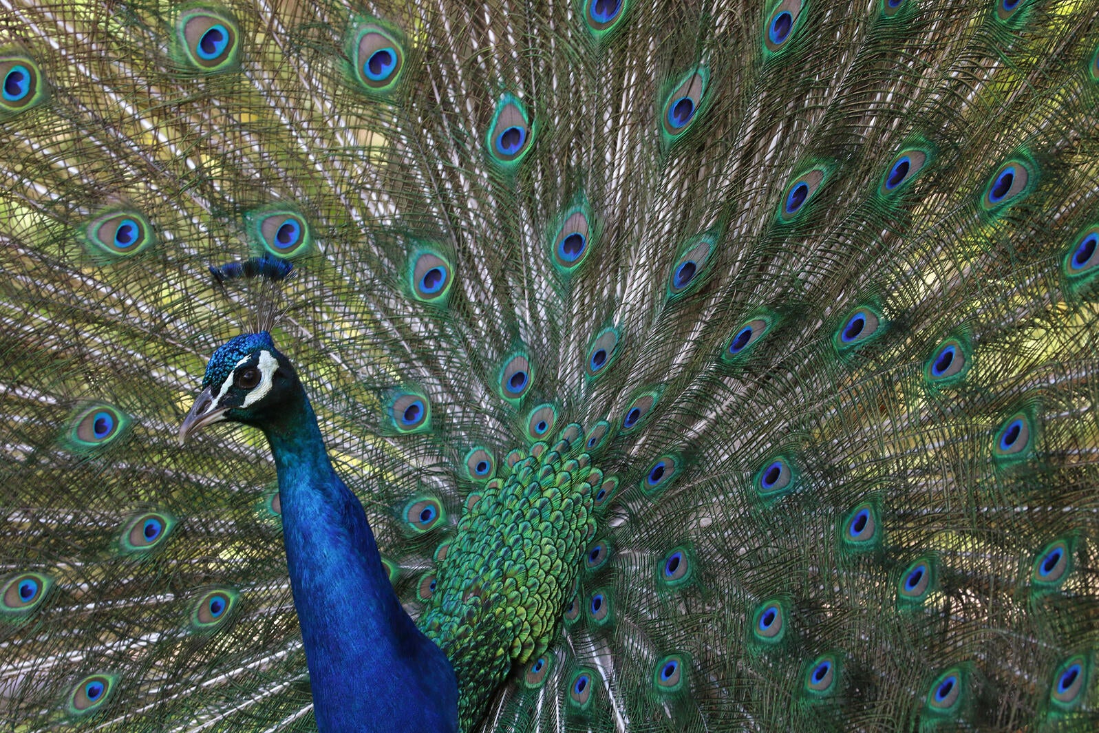 Hear the Sound of Peacock Love Made by Trembling Feathers | Audubon
