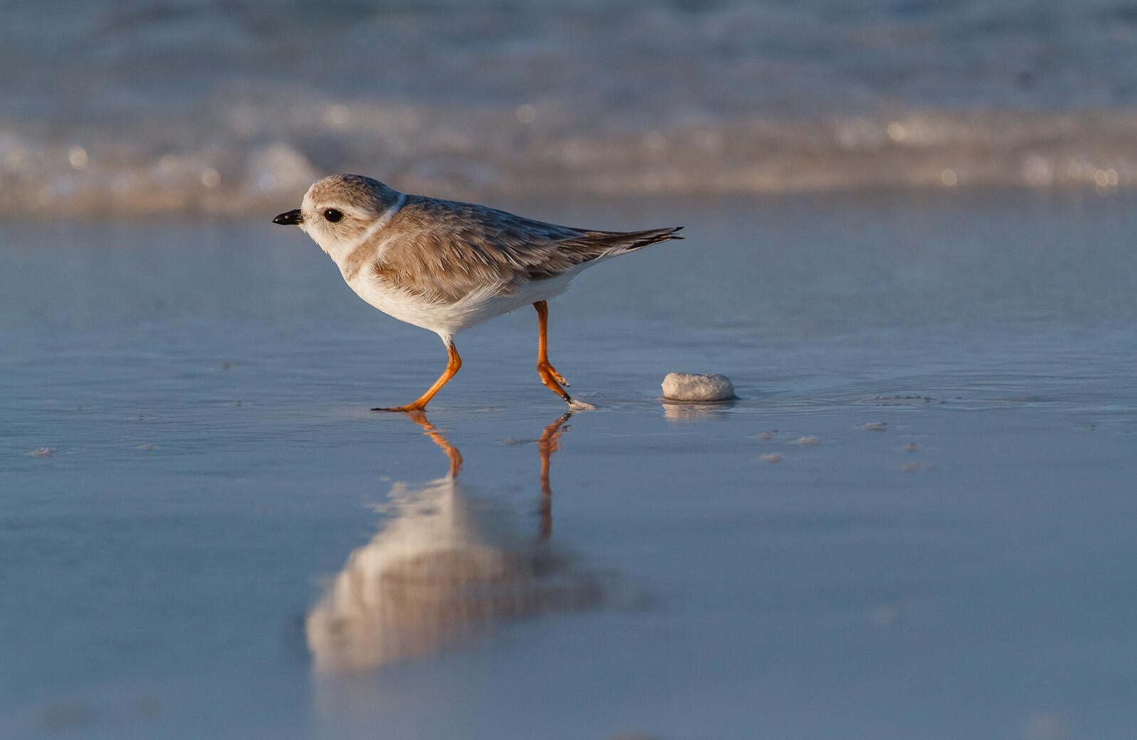 Protecting Coasts and Wetlands with Natural Infrastructure | Audubon