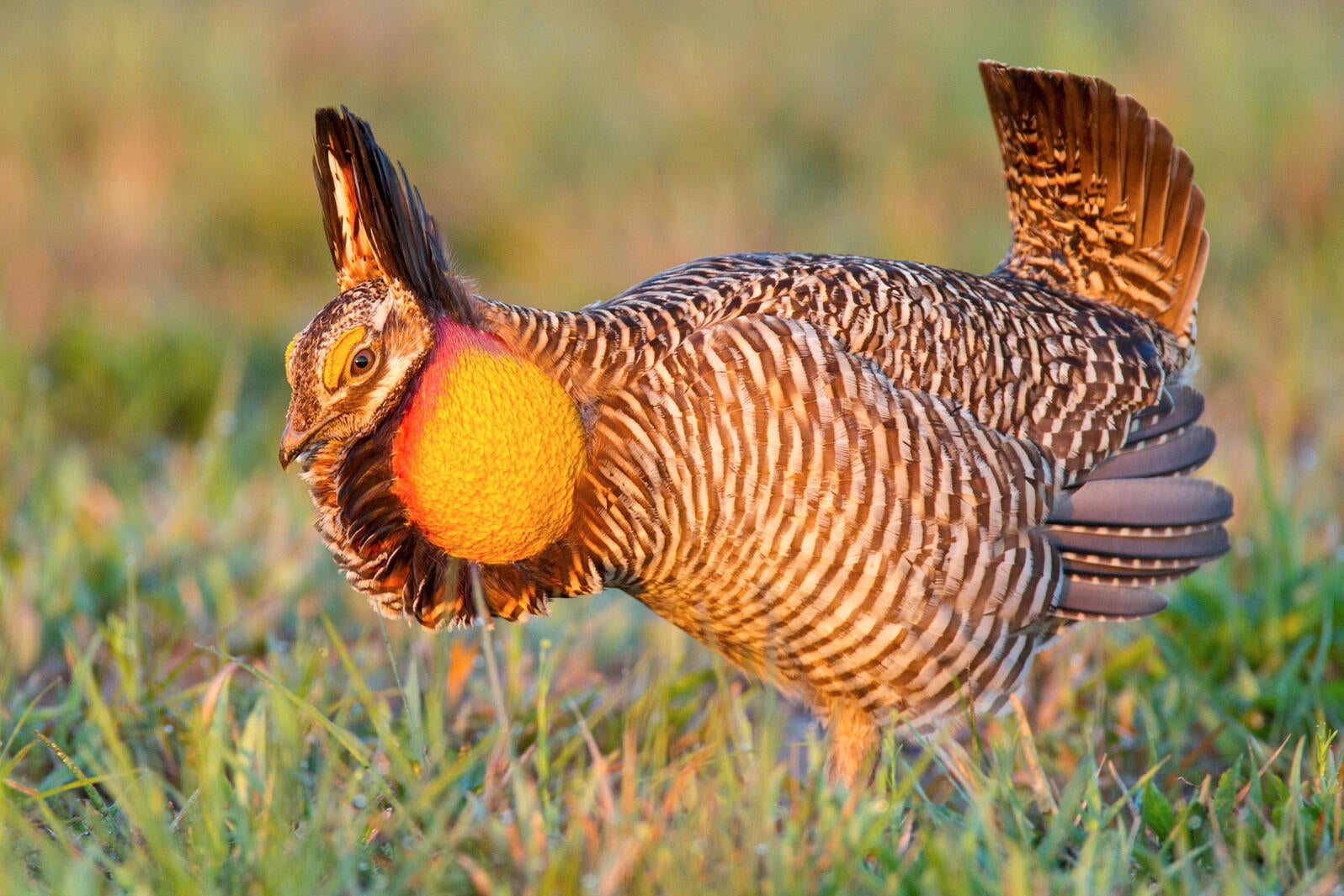 Is the Attwater's Prairie-Chicken Starting to Make a Comeback? | Audubon
