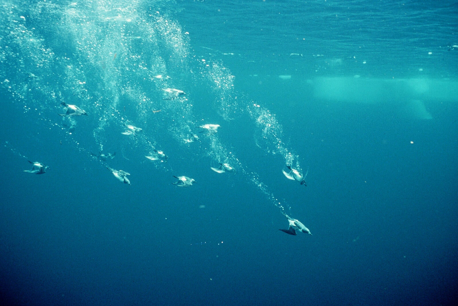 Common Murres Are the Penguins of the North | Audubon