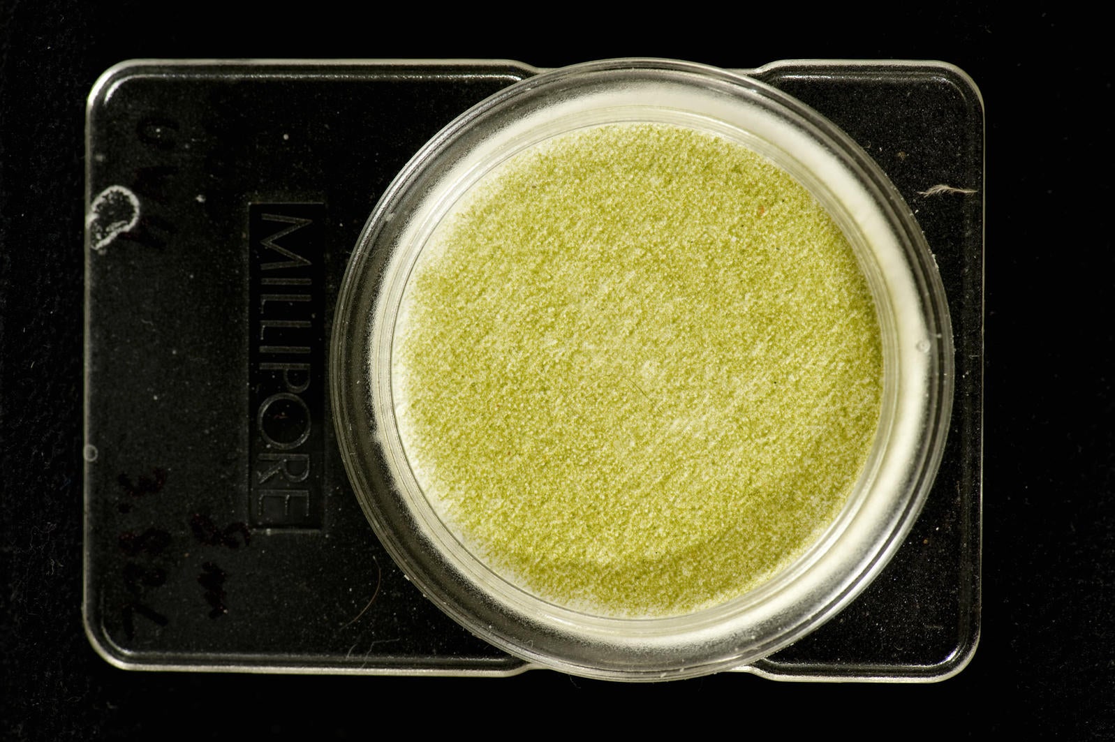 Ten Fun Facts About Algae Audubon ten-fun-facts-about-algae-audubon
