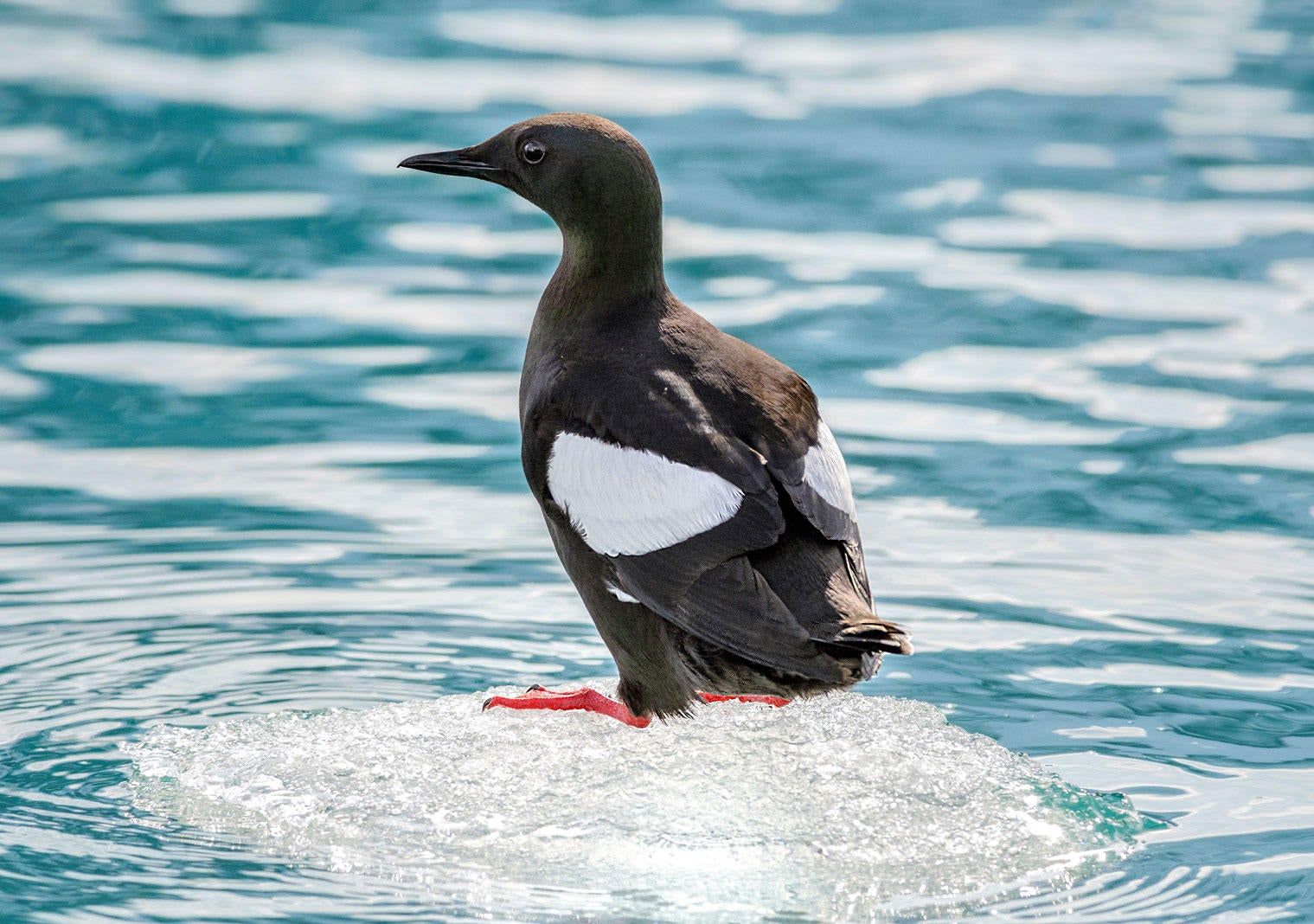 The Alarming Truth About How Fast the Arctic is Melting | Audubon
