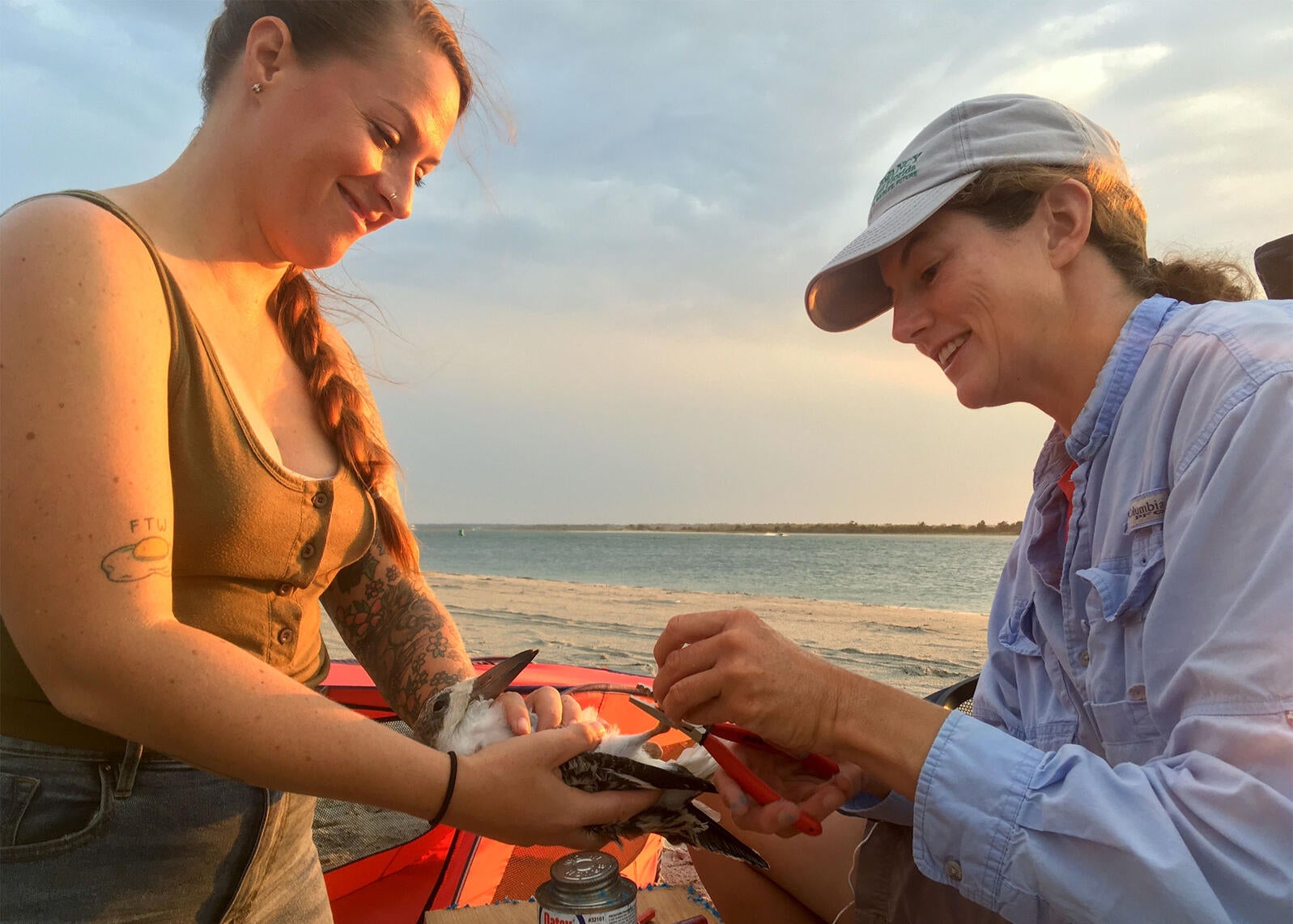 Black Skimmers Show That Protecting One Beach Is Not Enough | Audubon