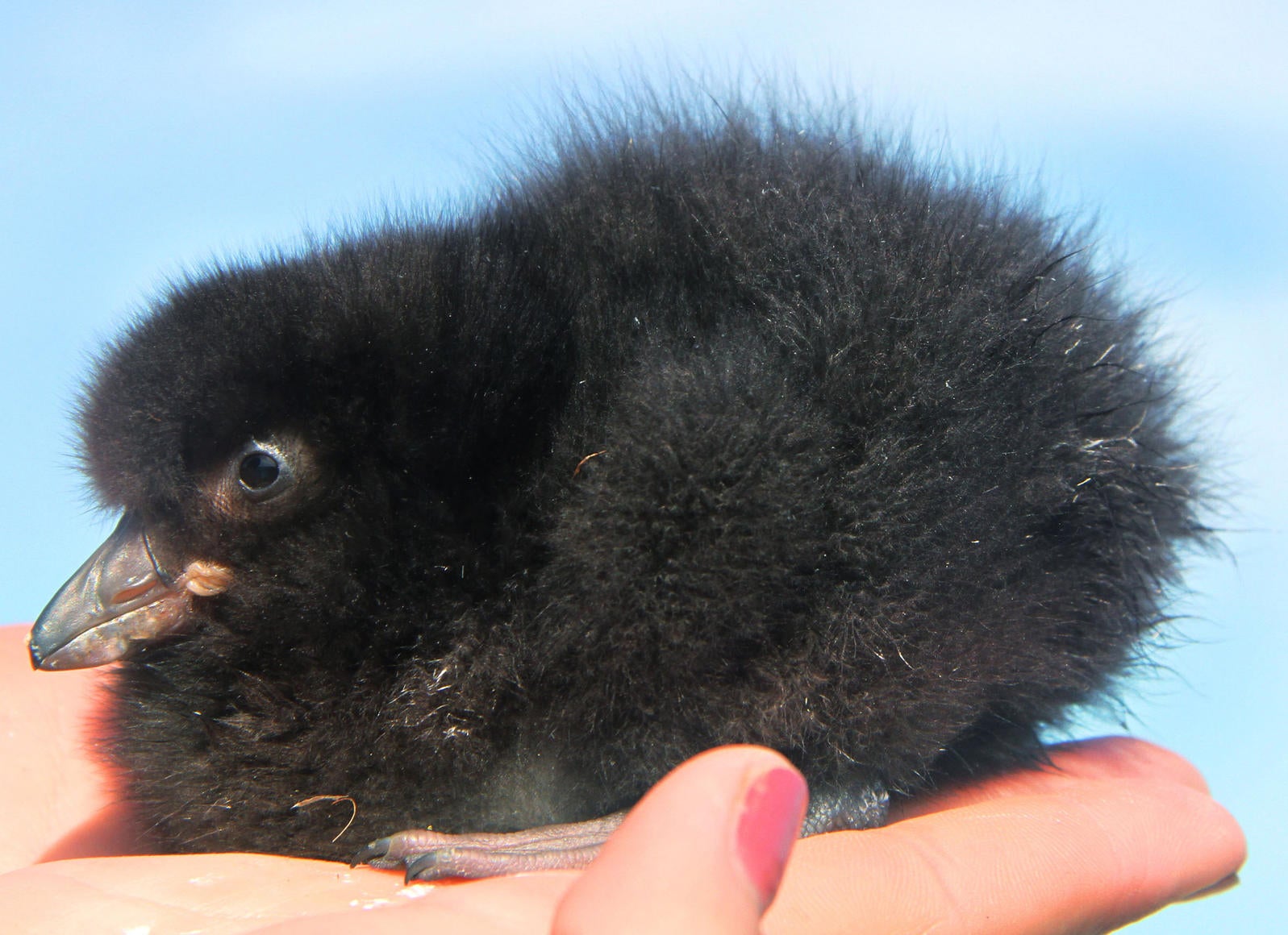 What A Baby Puffin's Diet Tells Us About Its Future | Audubon