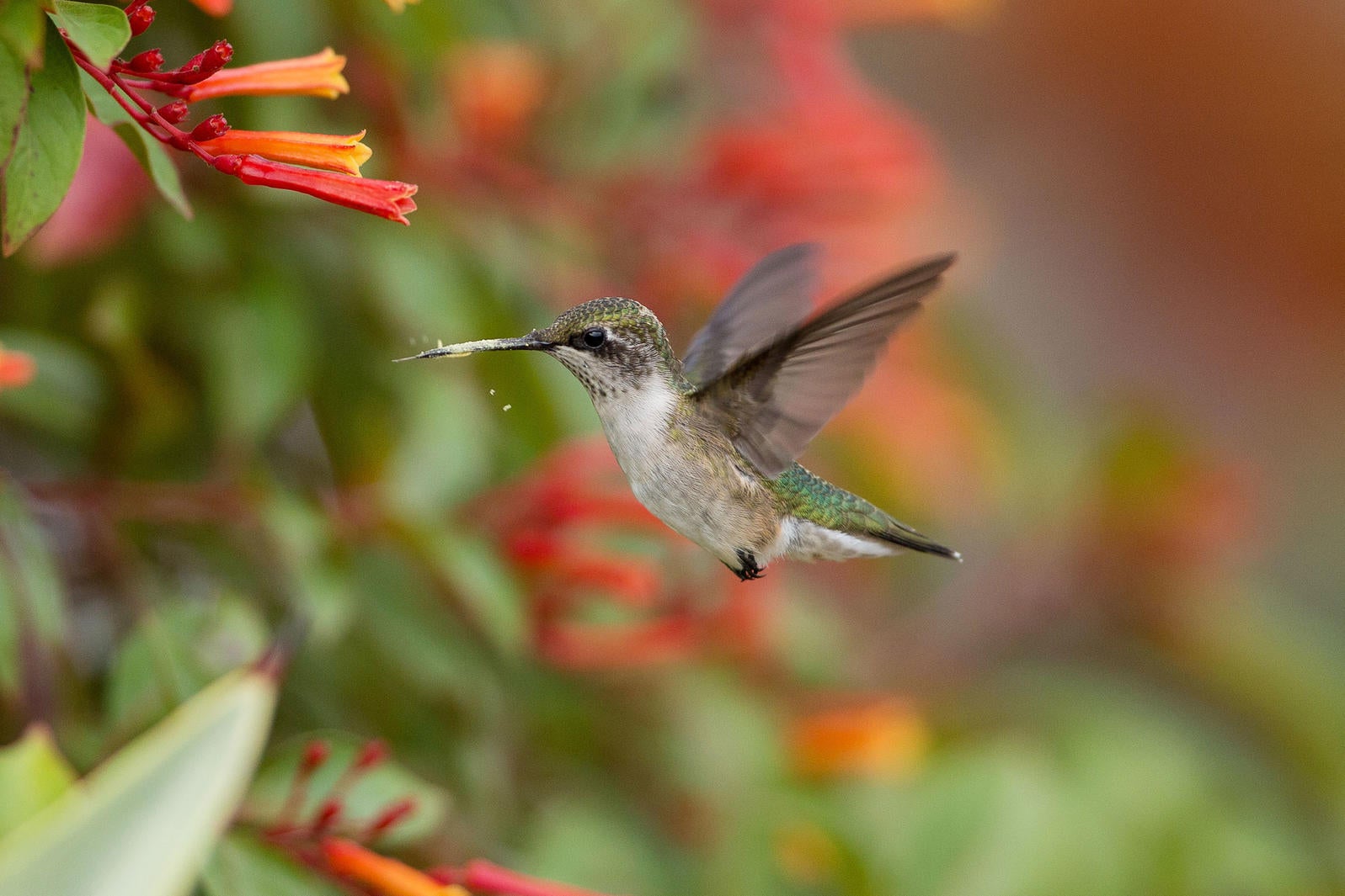 Hummingbird Pollination Practice | Audubon