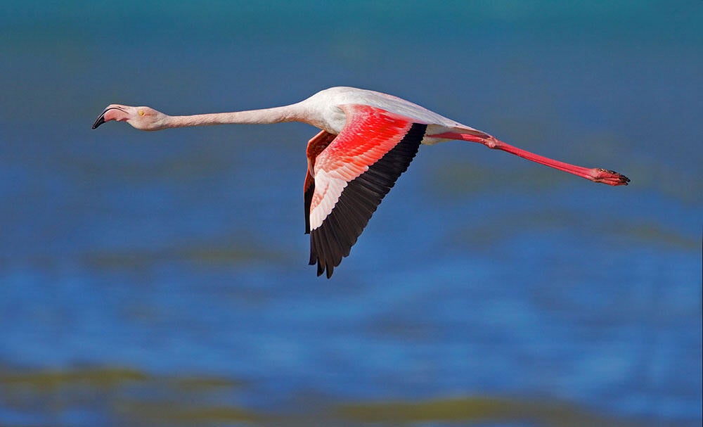 What Exactly Are Flamingos Anyway? | Audubon