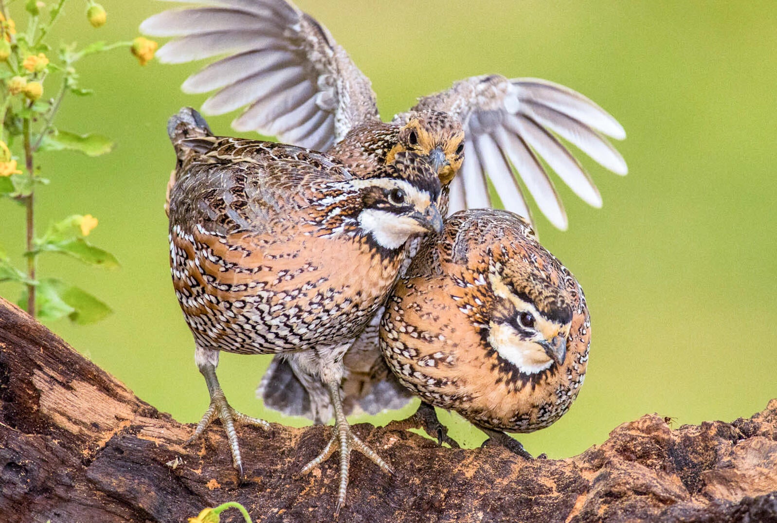 South Texas’s Pajarito Ranch Certified as Audubon Bird-Friendly Habitat ...