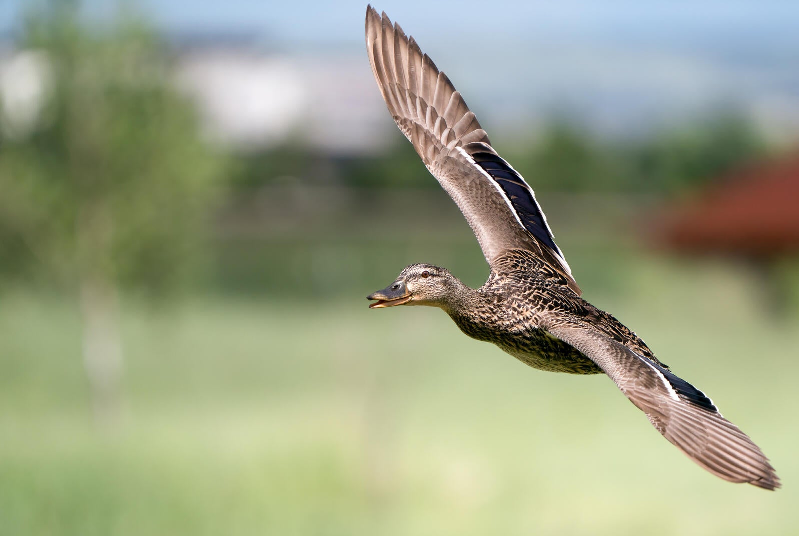 Esri Puts Audubon's Migratory Bird Initiative on the Map | Audubon