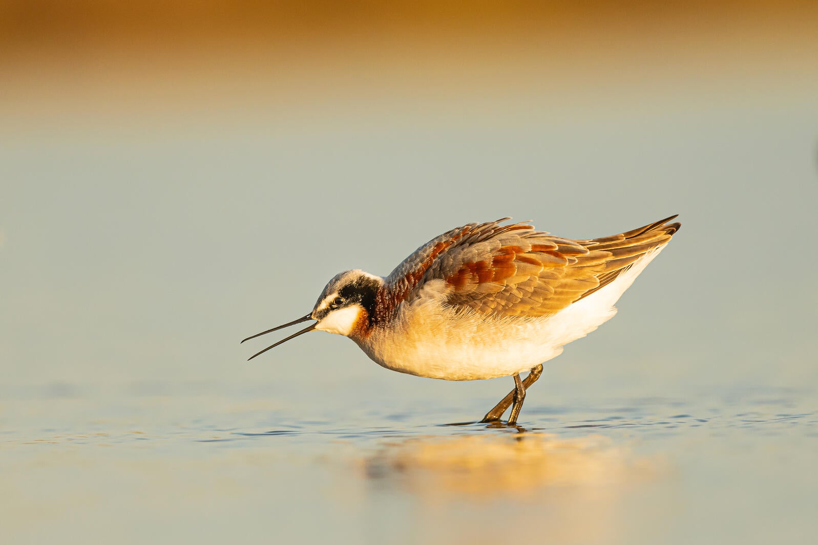 Birds of Great Salt Lake’s South Arm Ecosystem Threatened | Audubon