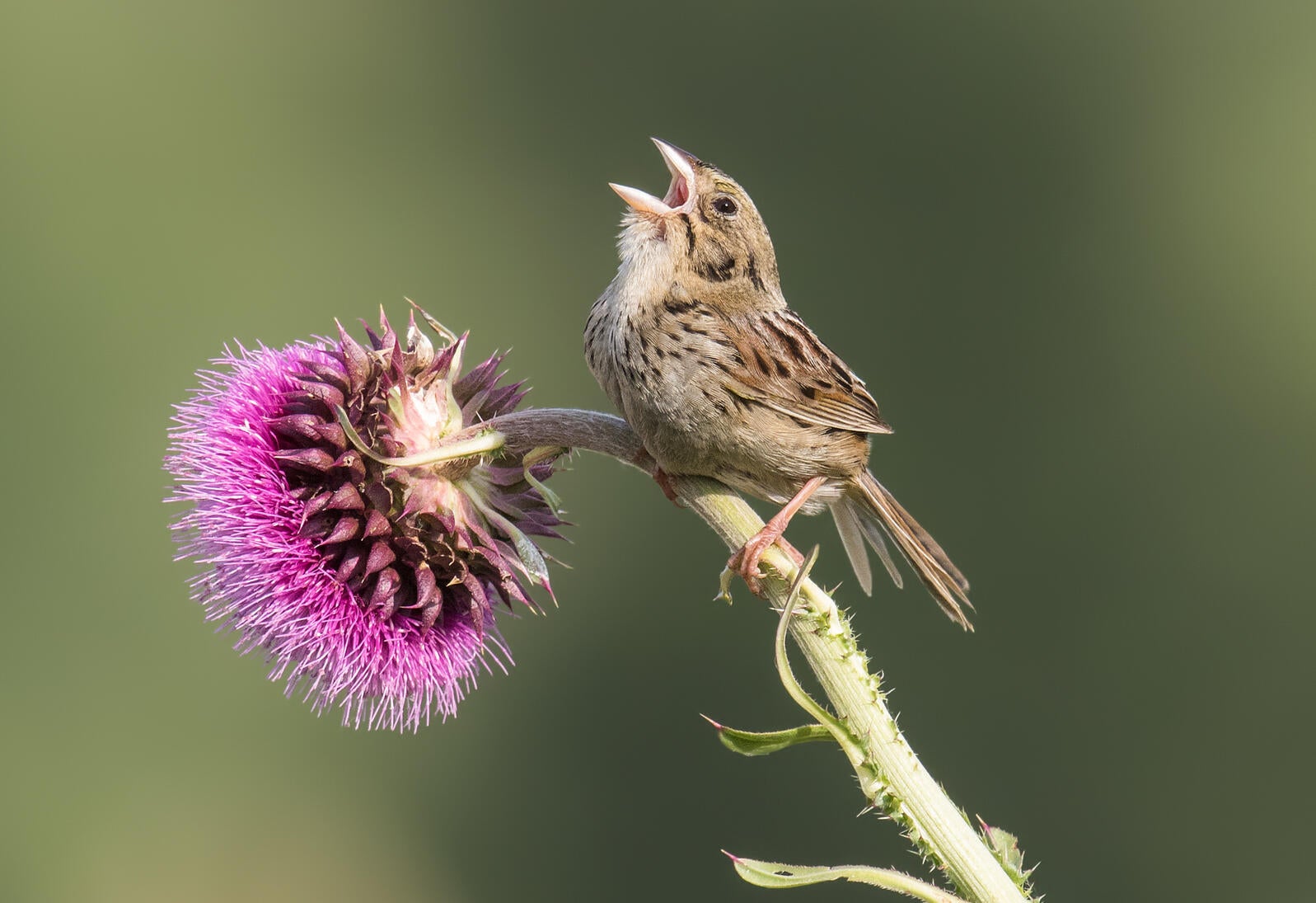 State of U.S. Grassland Birds: Still Declining | Audubon