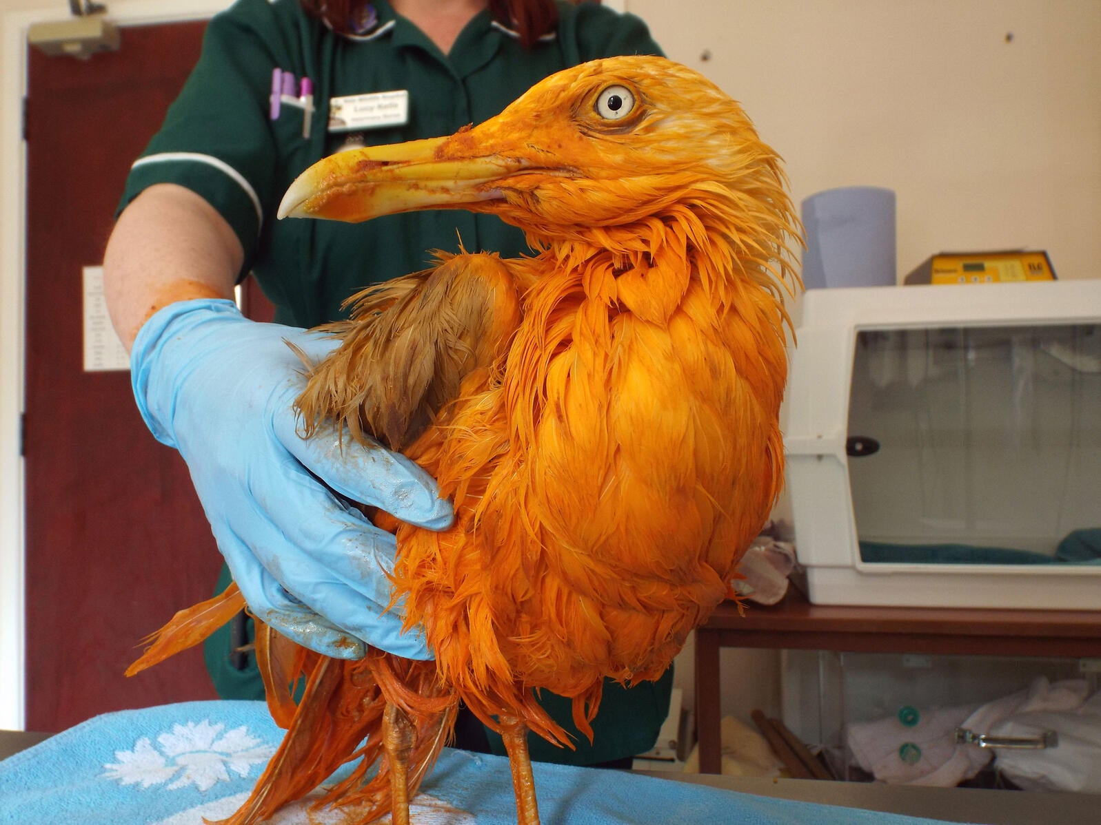 Orange Gull Found (and Cleaned) After Falling Into Curry | Audubon