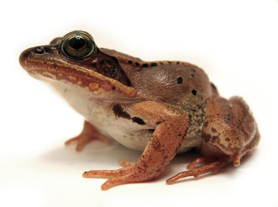 Frogs Freeze to Survive the Alaskan Winter | Audubon