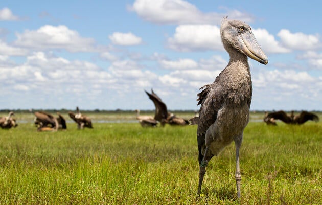 The Shoebill: Or, the Most Terrifying Bird in the World | Audubon