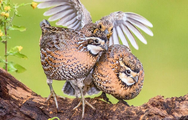 Greater Sage Grouse | Audubon