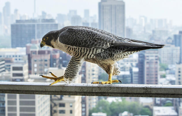 Flock Together | Audubon