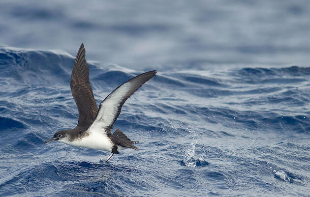 Are These Birds Better Than Computers at Predicting Hurricane Seasons ...