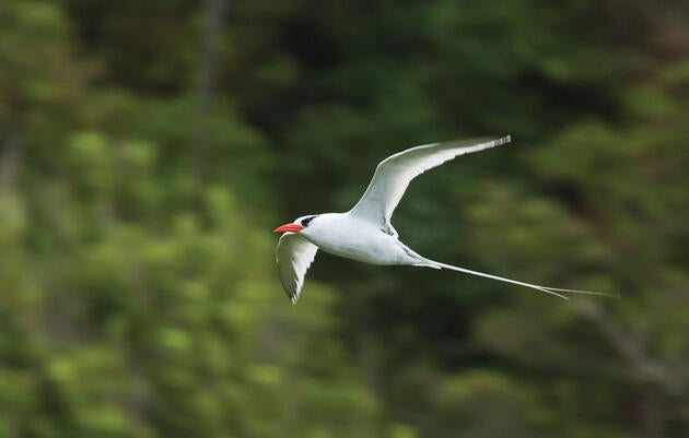 Bird Photography Tips and How-Tos | Audubon