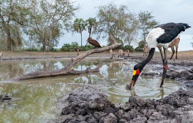 Bird Photography Tips and How-Tos | Audubon