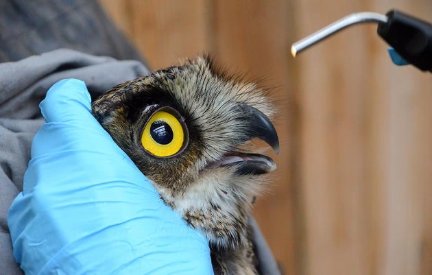 The Unprecedented Case of Co-Parenting Mama Owls | Audubon