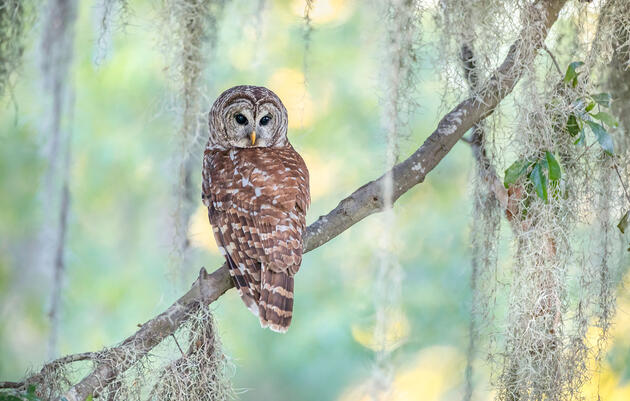 Photography | Audubon