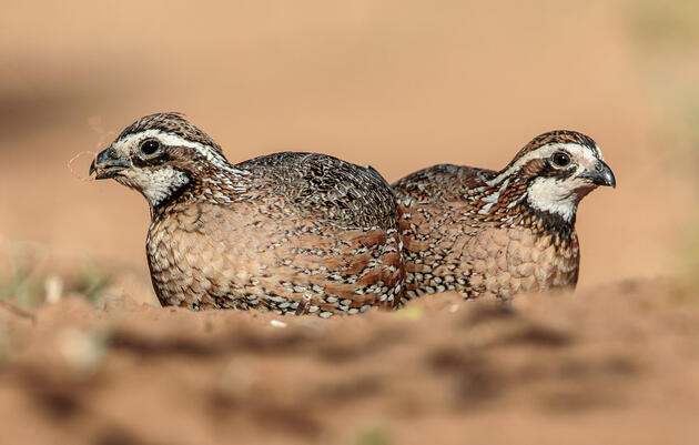 Greater Sage Grouse | Audubon