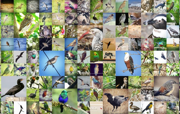 Birding Without Borders | Audubon