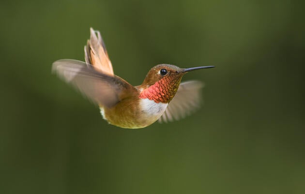 Hummingbirds Shake Their Tail Feathers to Generate High-Pitched Sounds ...