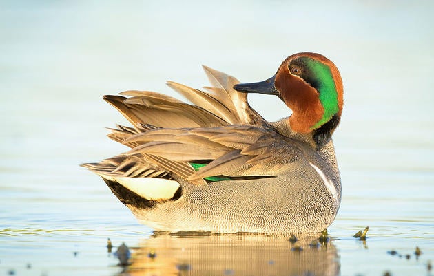 The Bizarre Walk of the Western Grebe Caught on Camera | Audubon