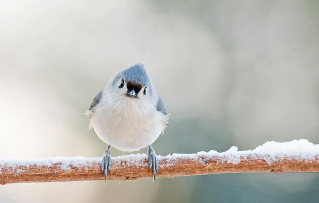 Look at These Sweet Bald Eagles Protecting Their Eggs From the Snow ...