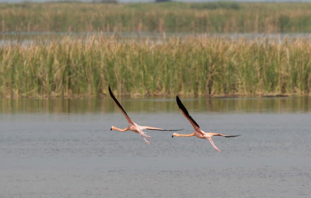 How Flamingos Stand on One Leg Without Falling Over | Audubon