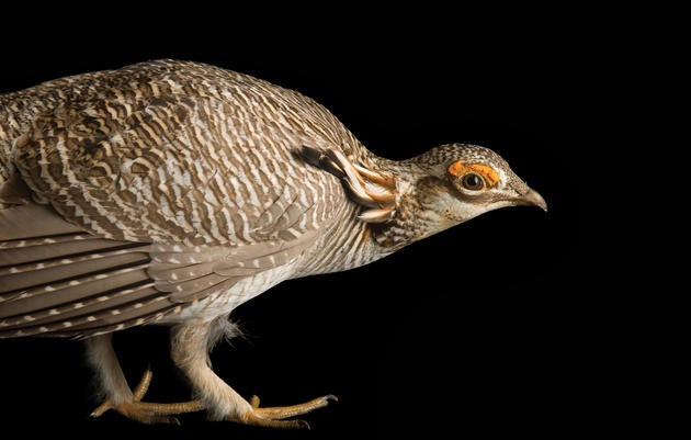 What the Heck Is a Lek? The Quirkiest Mating Party on Earth. - Bird ...