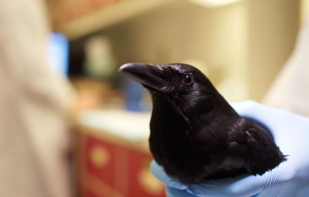 Did Crows Actually Make These Gifts for the Human Who Feeds Them? | Audubon