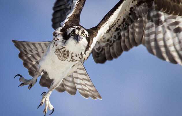 Better Know a Bird: How Harris’s Hawks Hunt Like Wolves to Bring Down ...