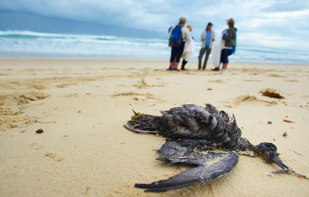 This Common Form of Plastic Pollution Is a Menace to Birds | Audubon