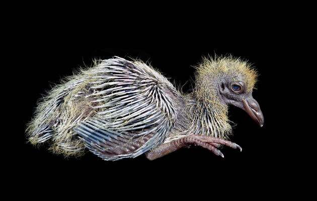 Summer 2017 | Audubon