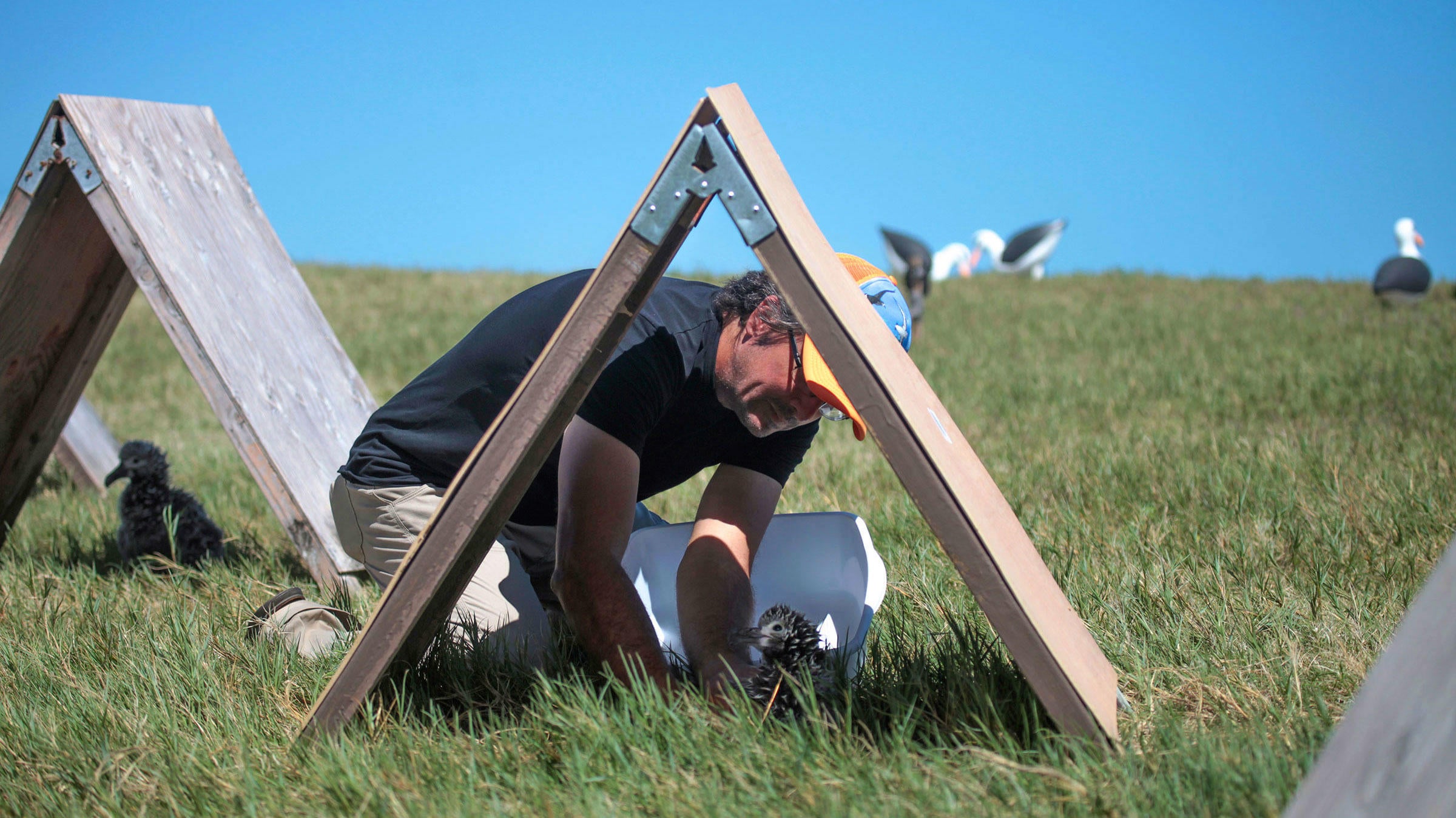 To Save Albatross From Sea Level Rise, an Experimental Colony Lifts Off ...