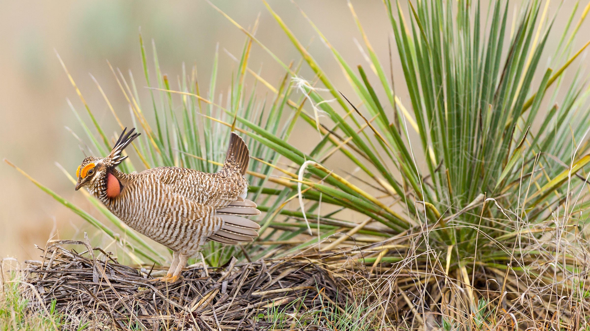 The Endangered Species Act Is Under Attack. But How Much Trouble Is It ...