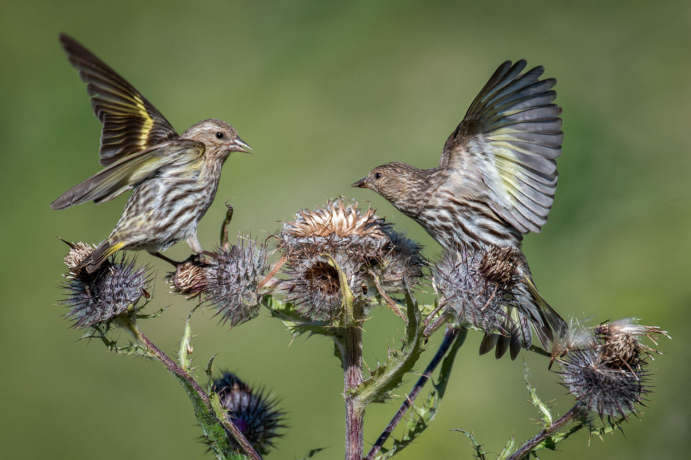 Summary of the 122nd Christmas Bird Count, 2021-2022 | Audubon