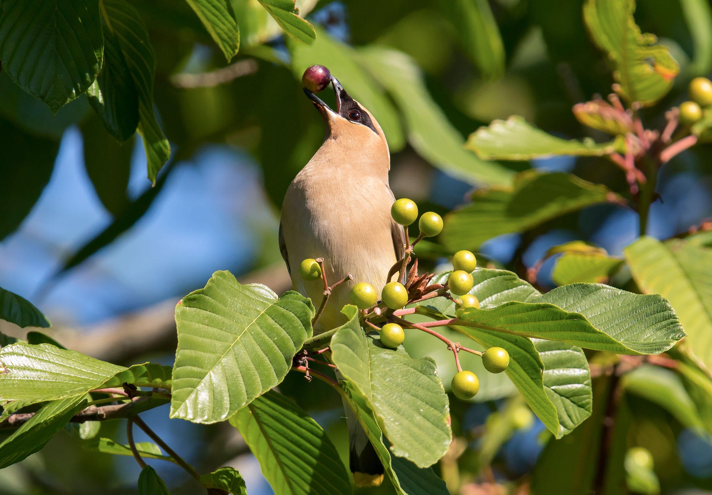How Kids Can Make a Difference for Birds This Earth Day | Audubon