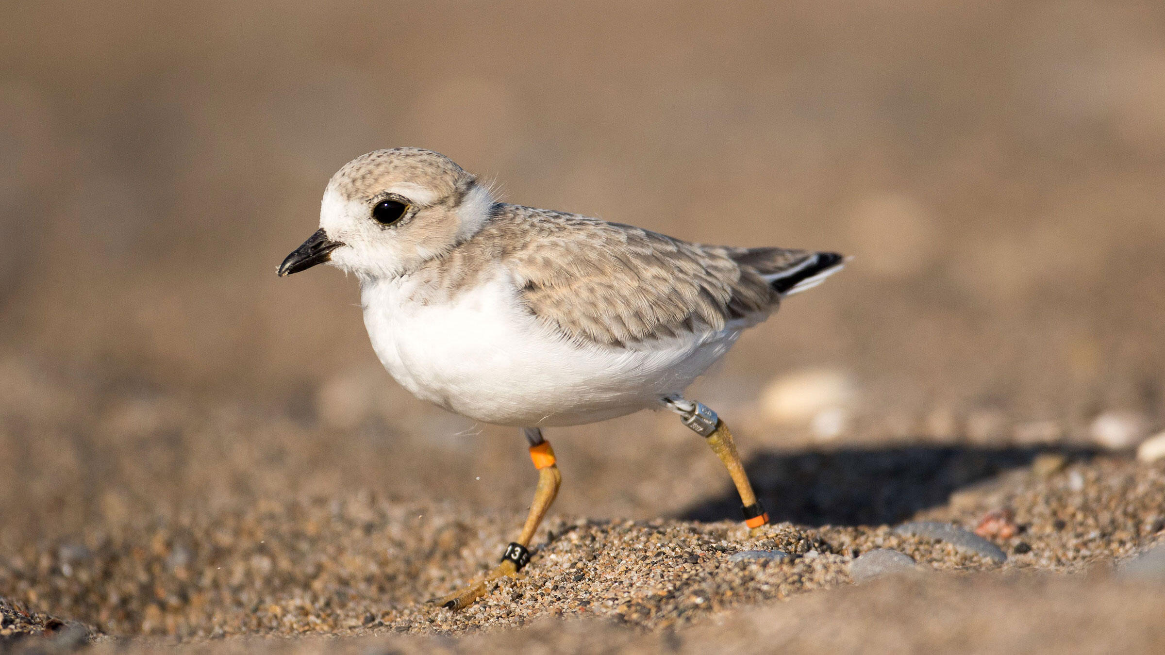 Piping Plovers Nest in Toronto's Shadow for First Time in 84 Years ...