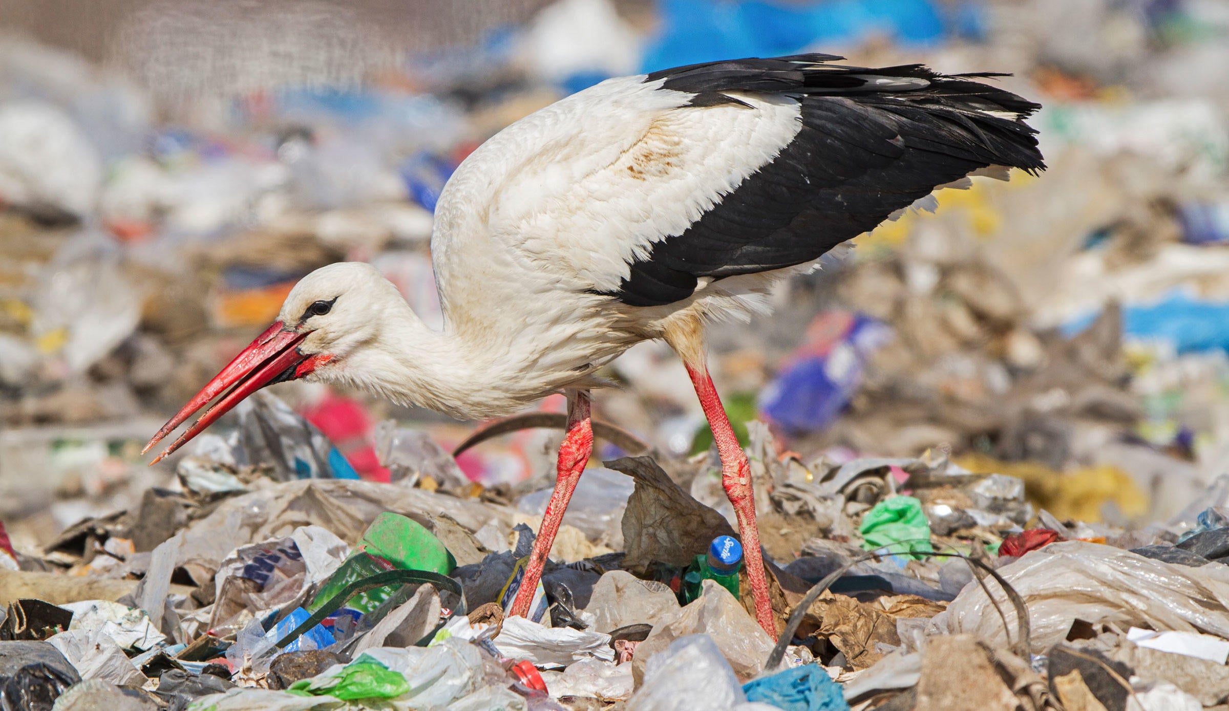 Storks Are Skipping Migration to Stay Home and Eat Garbage | Audubon