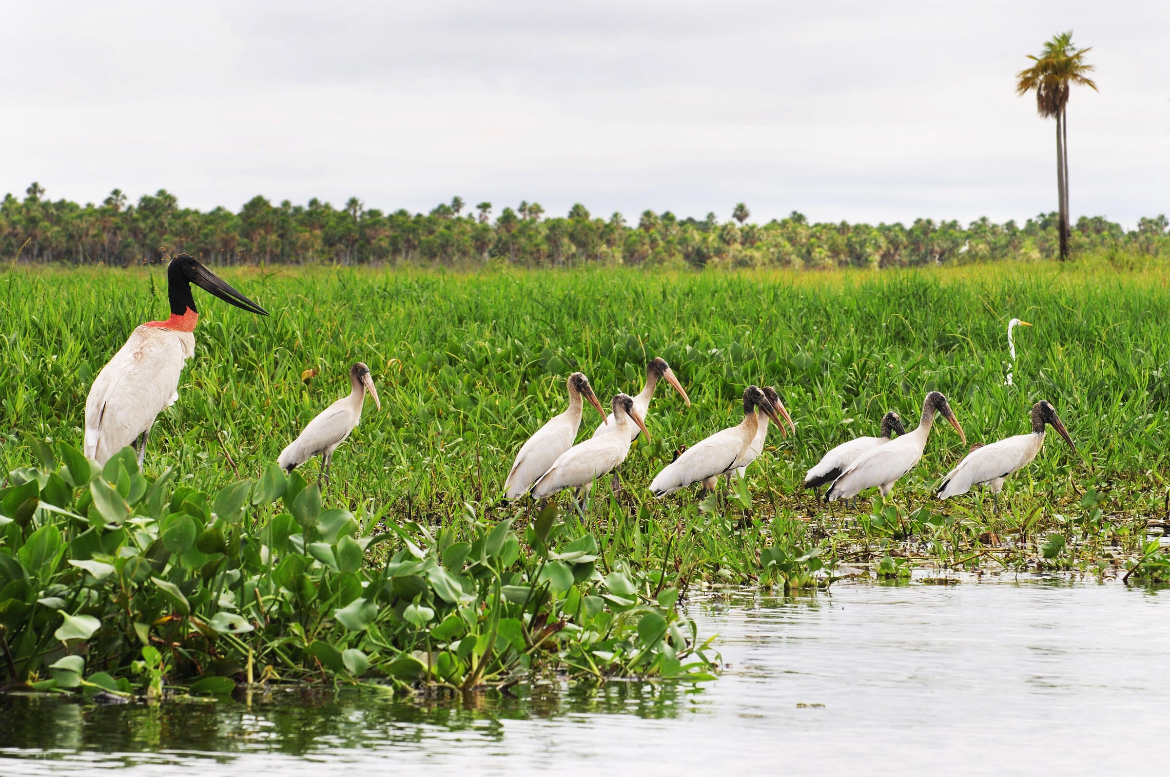 Birding and Ecotourism in Paraguay | Audubon