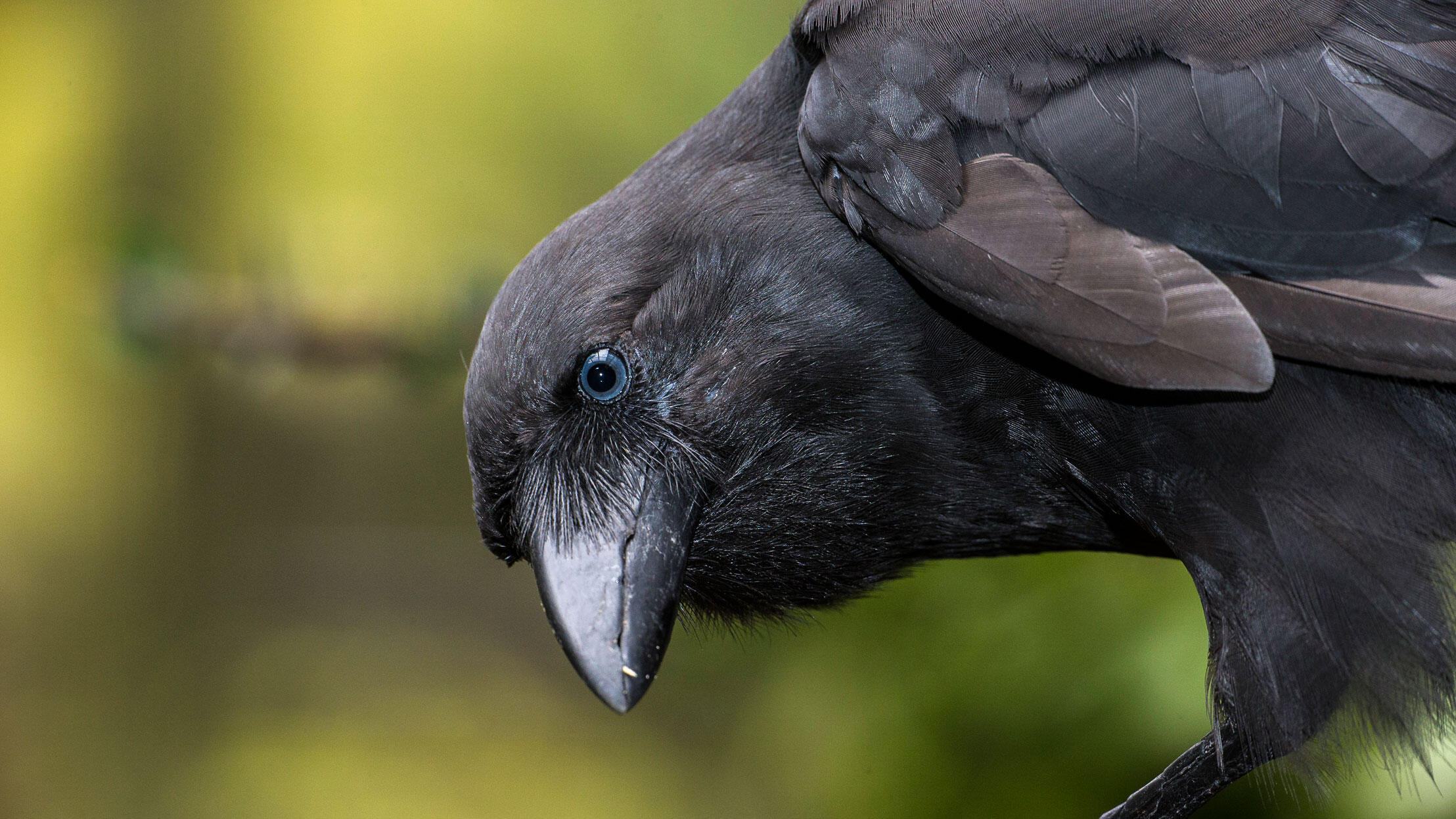 Hawaiian Crow Reintroduction — Birds that Use Tools | Audubon