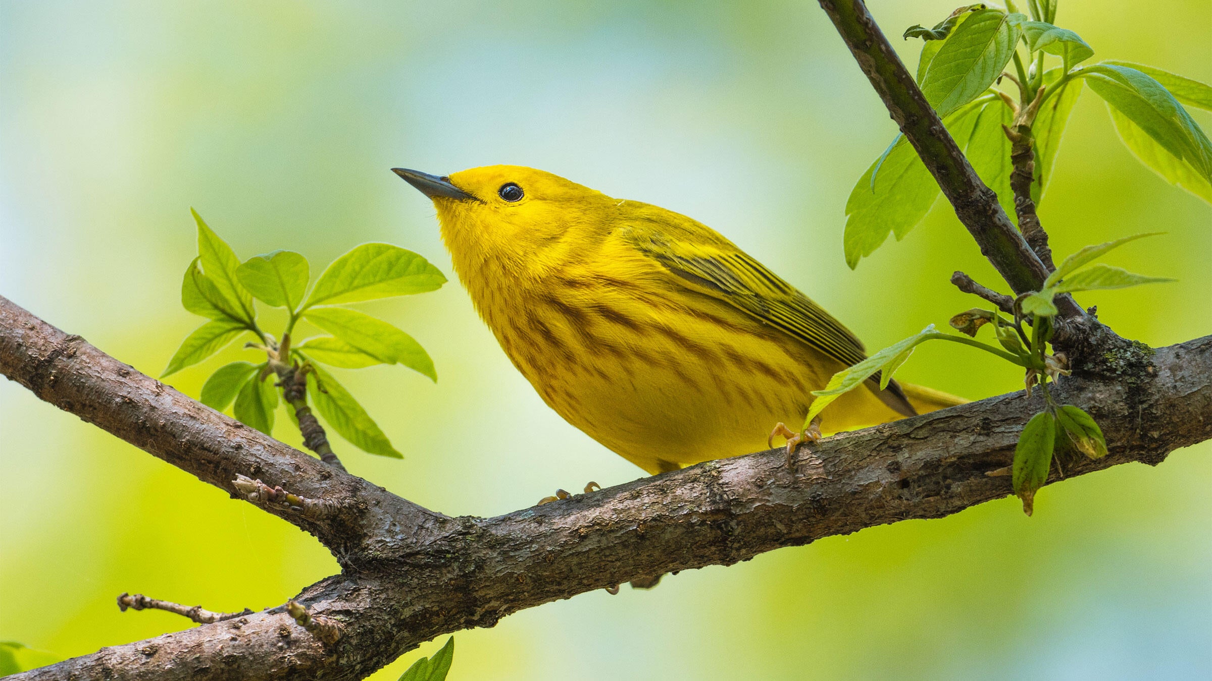 Six Eye-Catching Warblers That Deserve Your Attention | Audubon