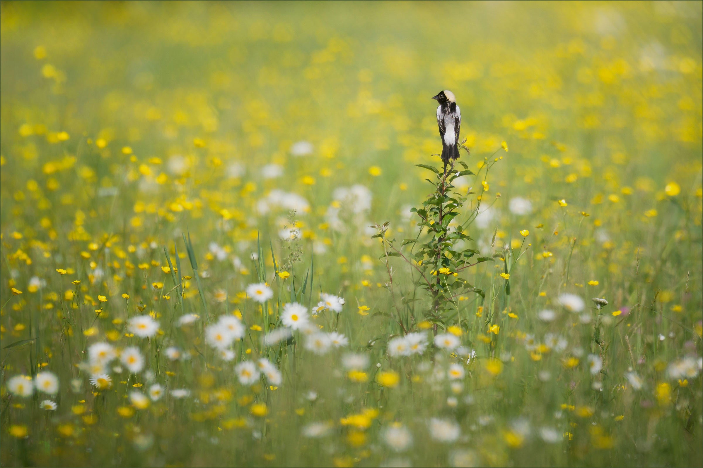 Art Project: This Place Is for the Birds! | Audubon