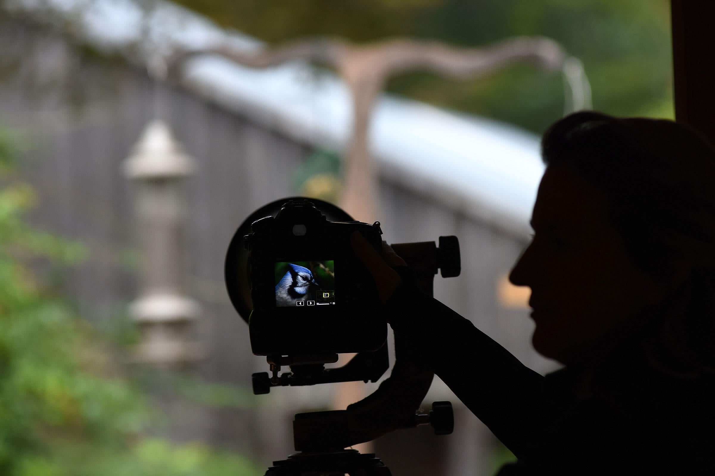 How to Set Up the Perfect Perch for Backyard Bird Photography | Audubon